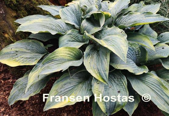 Hosta Blue River - Fransen Hostas